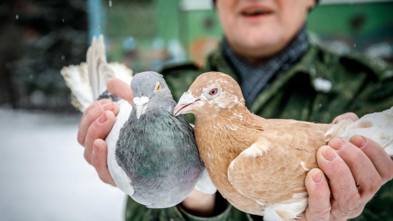 Drága termékké vált az egykor népszerűnek számító galambhús