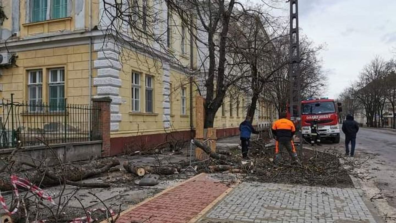A kórház udvarán is kidőlt egy fa Mezőtúron