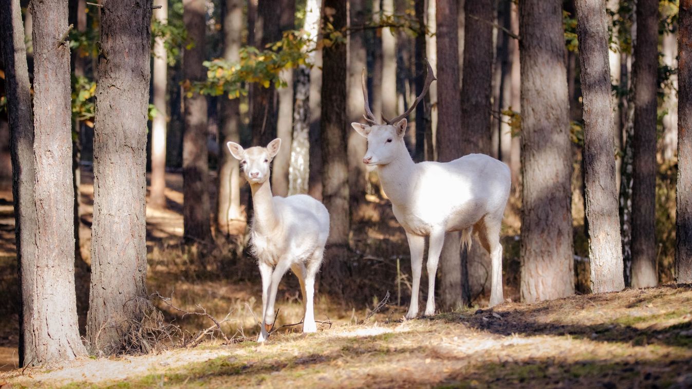 A fehér csodaszarvas létezik! És nem is kell érte messzire menni (videó)