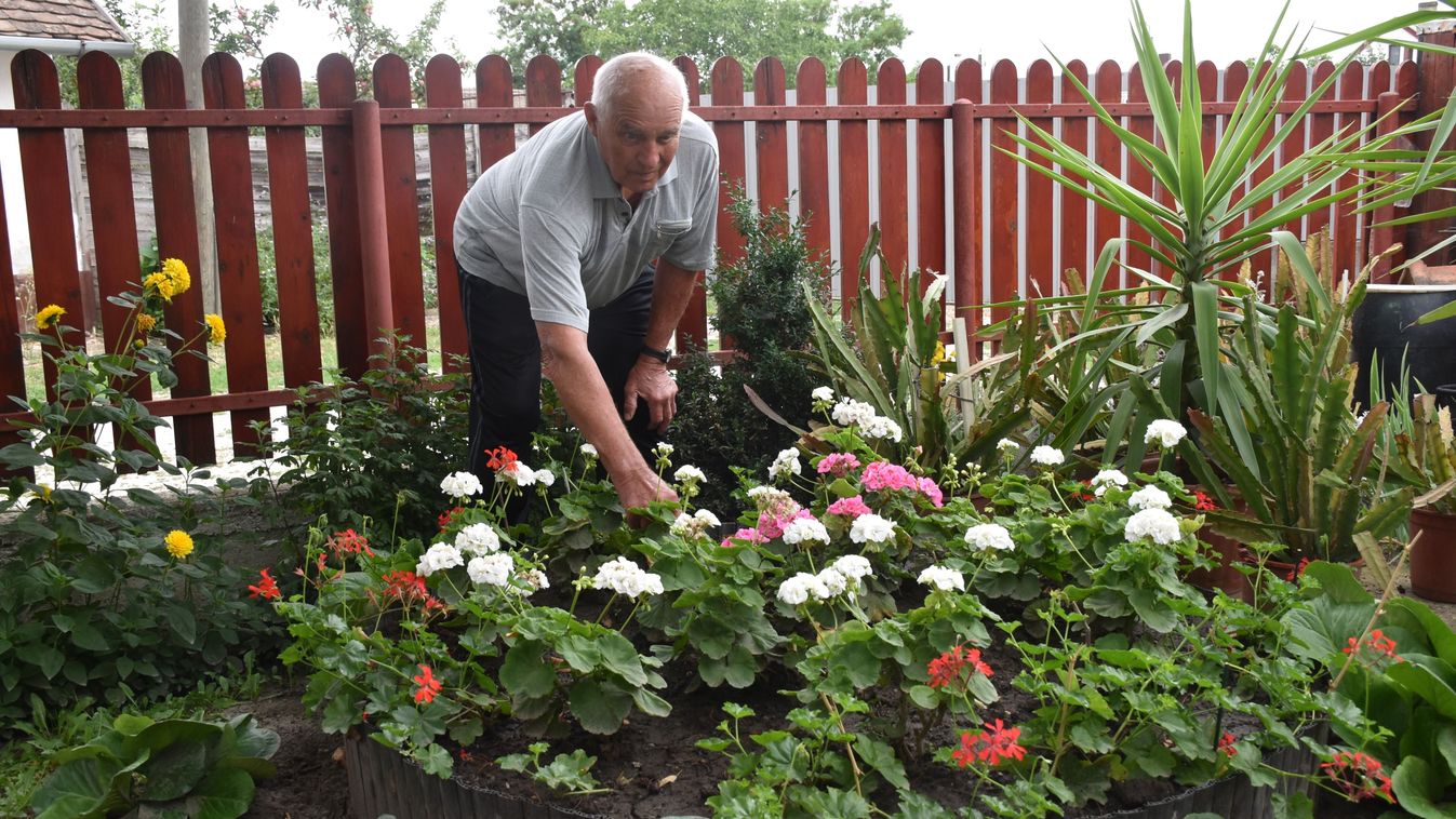Nyolcvanon túl is imád növényeivel foglalkozni a kisúji Süveges Gergely