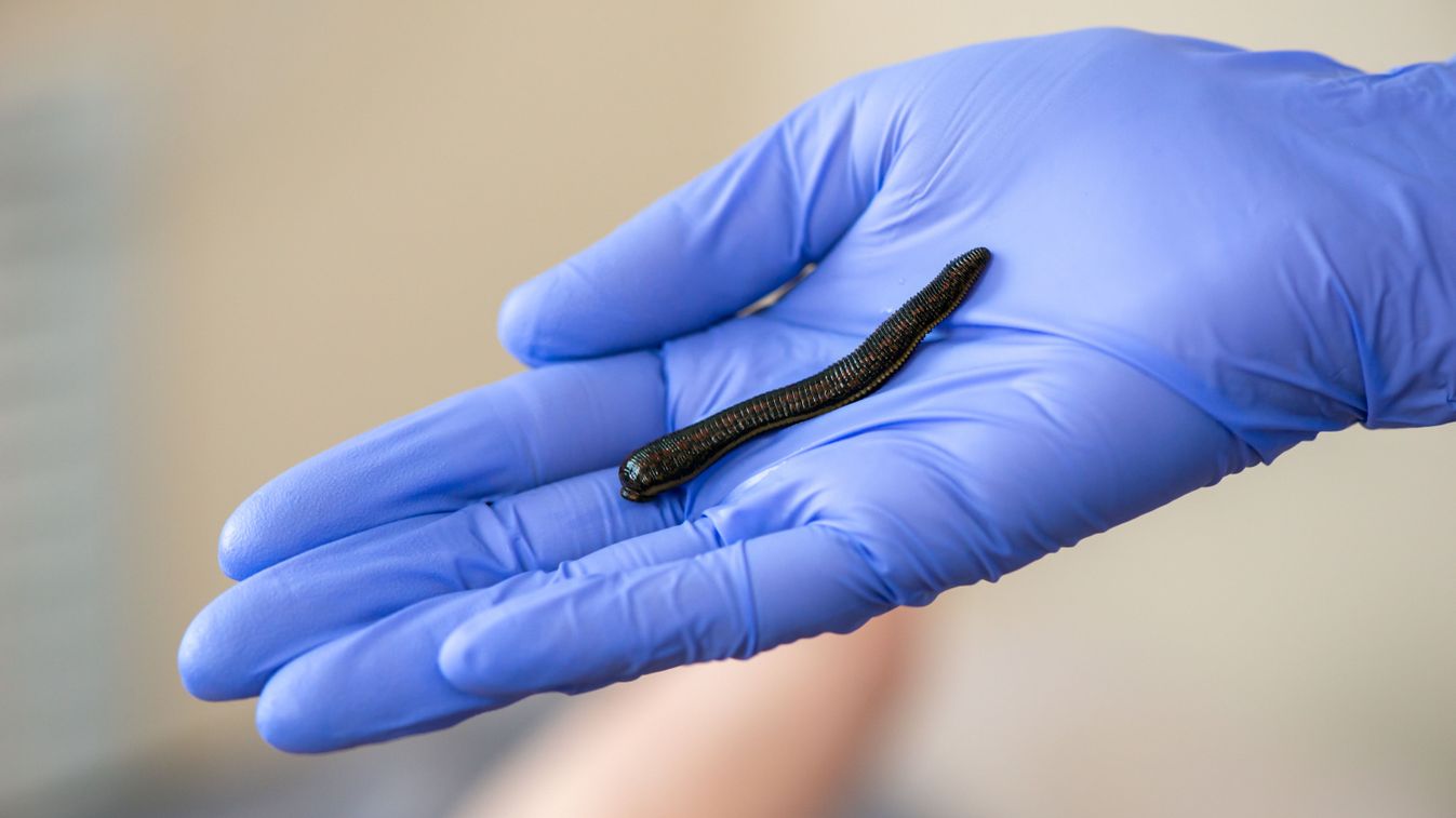 Orvosi pióca a netről? Csúnya vége lehet!