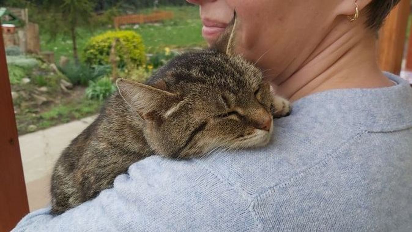 Karcagi SZIM óvoda: egy cicával bővült a „tanulók” sora