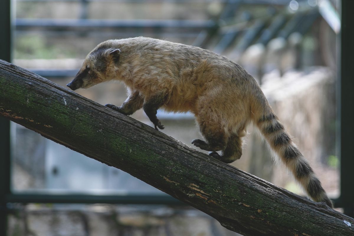 Ormányos medve: a skorpióevő szőrmók, aminek tartására valaki a ...