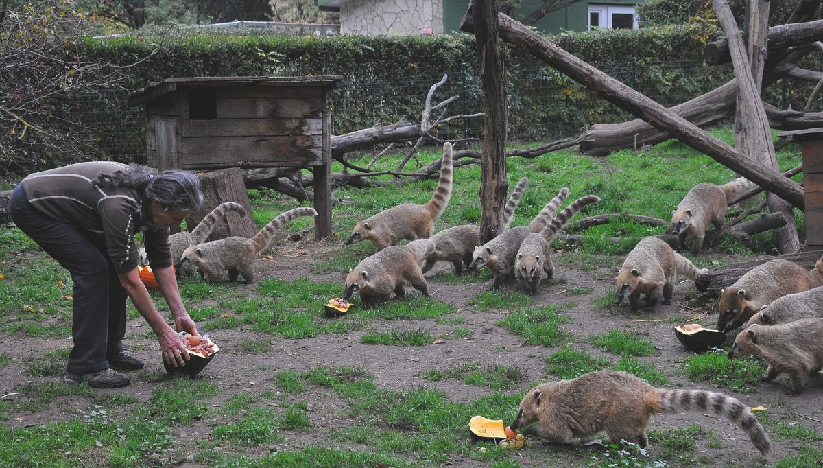 Ormányos medve: a skorpióevő szőrmók, aminek tartására valaki a ...
