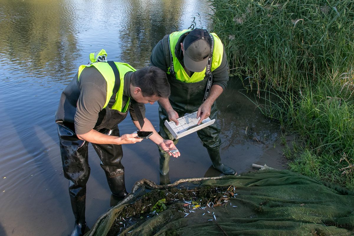 Halfajok a Tisza-tóban: ezekből az ivadékokból van a legtöbb