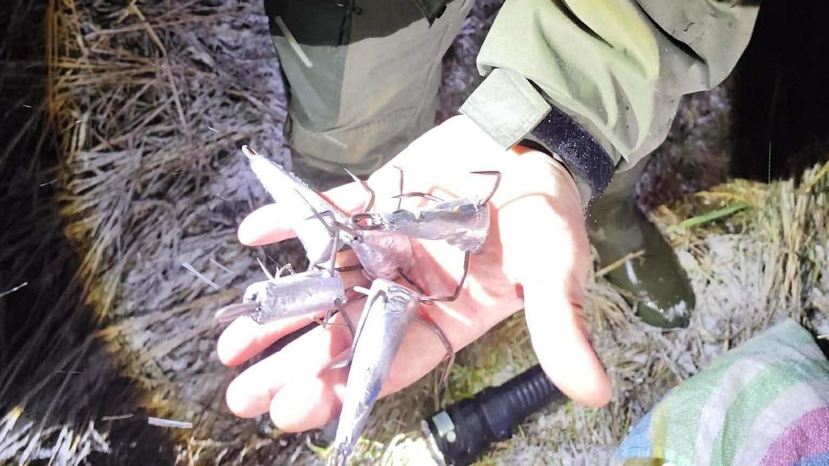 Buktak a gereblyézők: tiltott horgászat a Tisza folyón